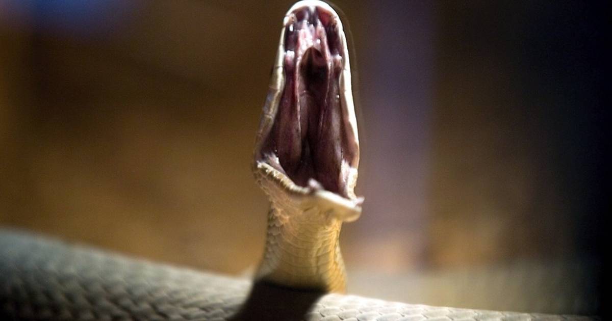 Gif van zwarte mamba 'alternatief voor morfine' | Buitenland | AD.nl