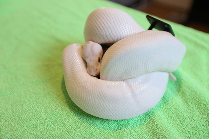 Albino koningspython muurvast in ring | Den Haag | AD.nl