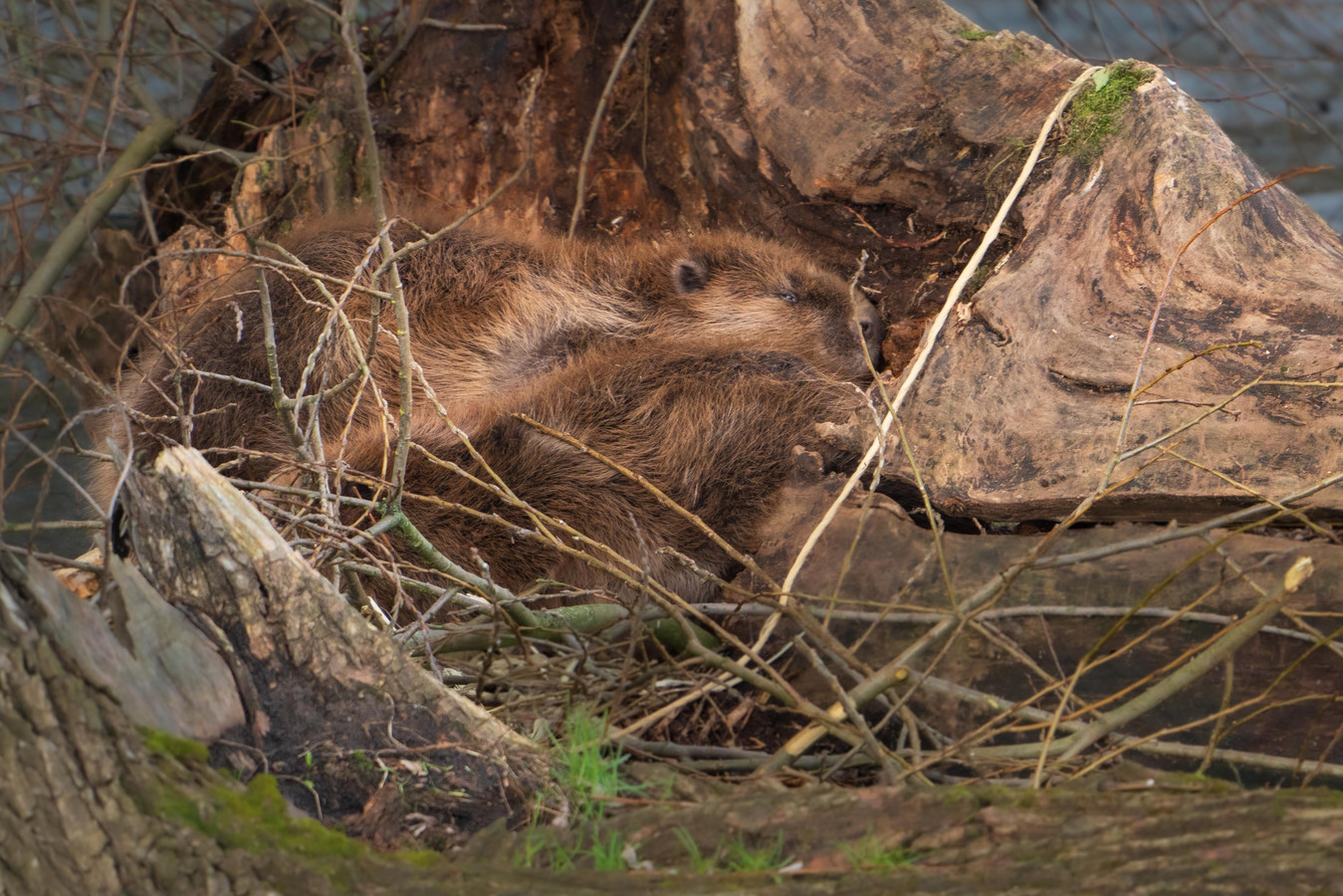 Bevers spotten was nog nooit zo gemakkelijk, hier zijn ze vanwege ...
