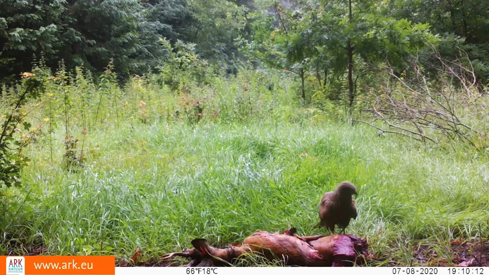 Uitzonderlijke roofvogels zijn steeds meer thuis in ons land, maar veel ...