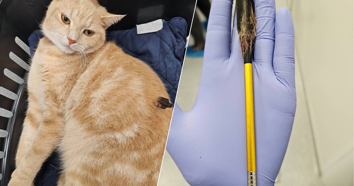 Voor kater Harry was beschieting met luchtbuks kantje boord: wat drijft ...
