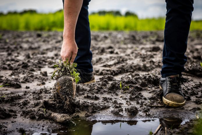 Groenten verrotten onder de grond door extreme regenval: ‘Dat gaat ...