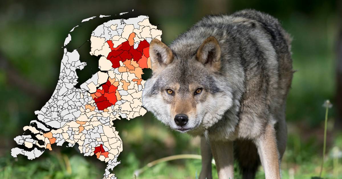 Dit zeggen experts over bizarre toename van wolvenaanvallen in Gelderland | Wolf in Nederland ...