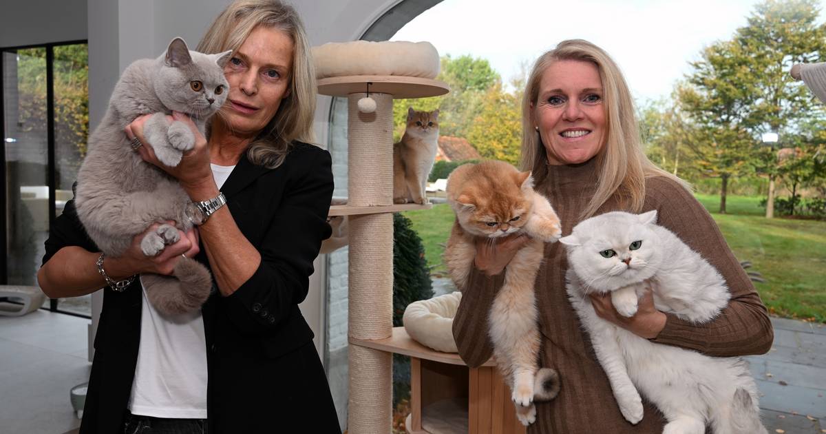 Mooiste katten ter wereld blazen verzamelen in Nekkerhal: “Gelukkig is ...