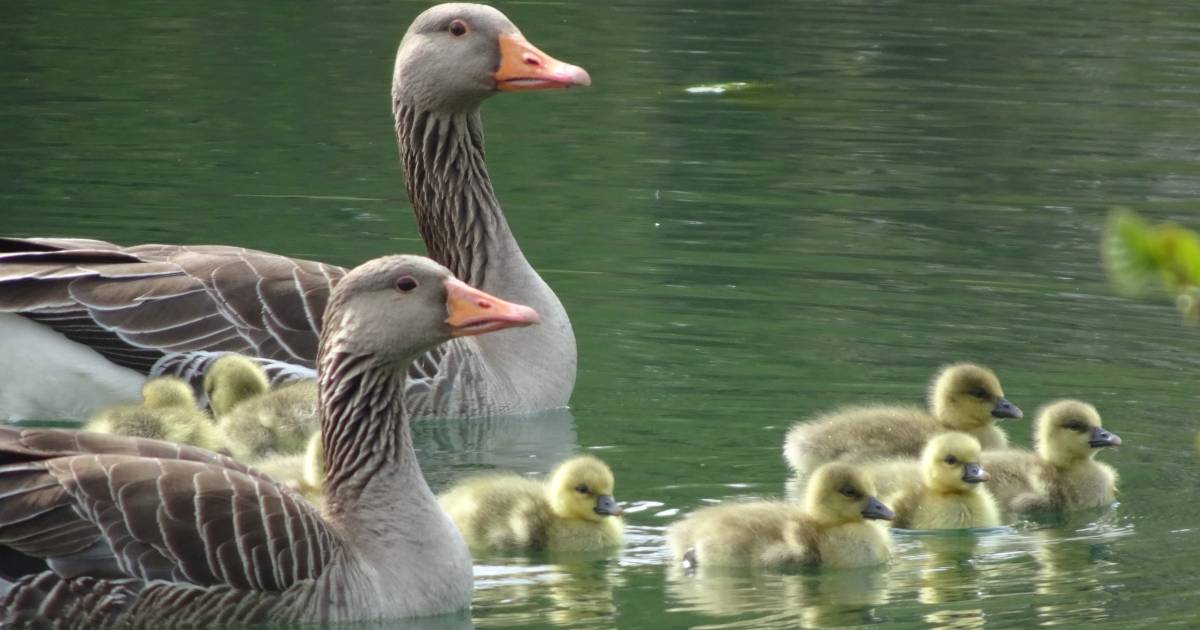Brabant gaat grauwe ganzen ‘pesten’ met nesten verstoren en eieren ...