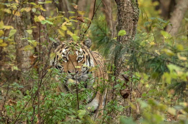Een zeldzaam succesverhaal: het gaat goed met de tijger in het wild