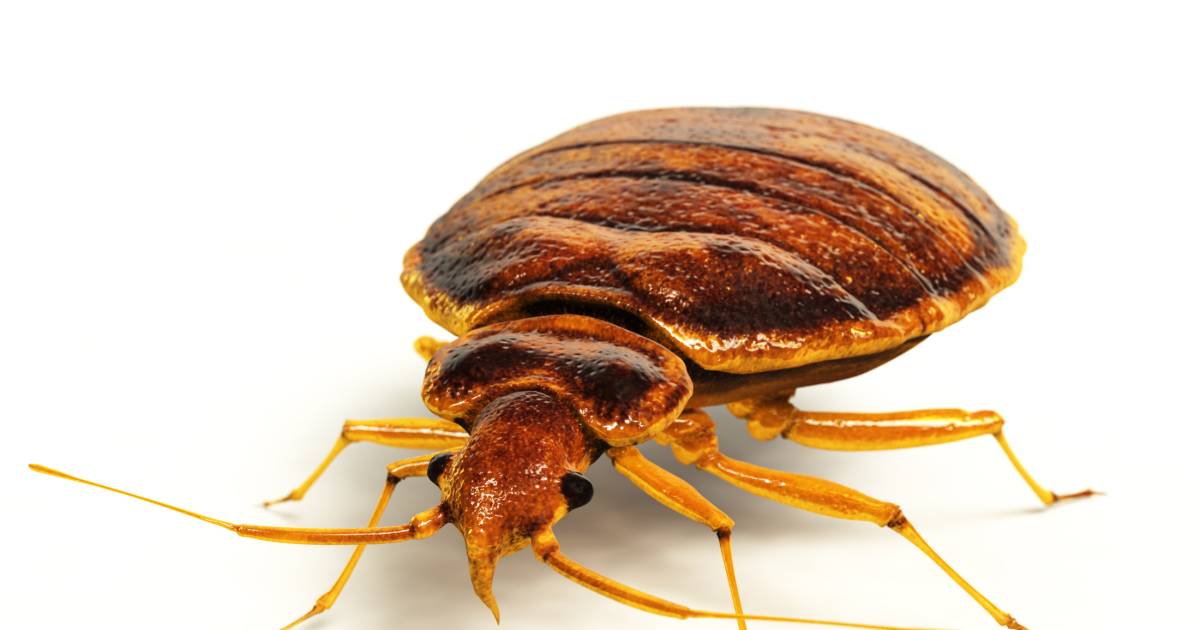 Kenniscentrum Dierplagen: bedwants rukt op in hotels en airbnb's ...