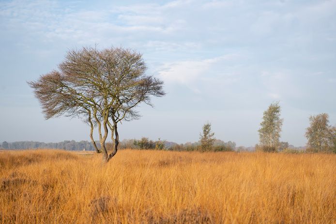 Provincie gaat verder met natuurherstel Wierdense Veld: grote gevolgen ...