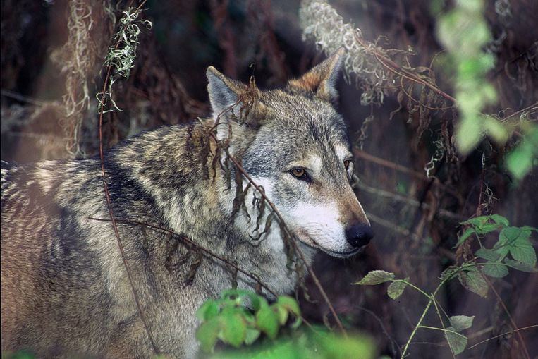 Chauffeurs in Limburg, opgepast: gevaar voor overstekende wolvenwelpen