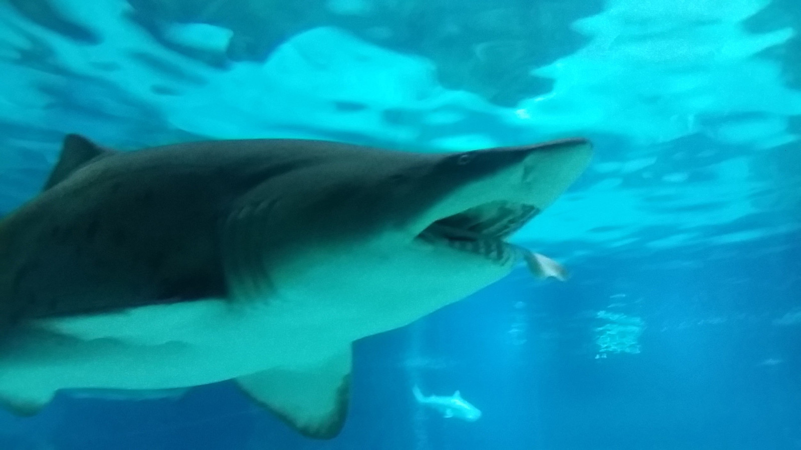 Haai eet haai tot afschuw van bezoekers aquarium | Foto | AD.nl