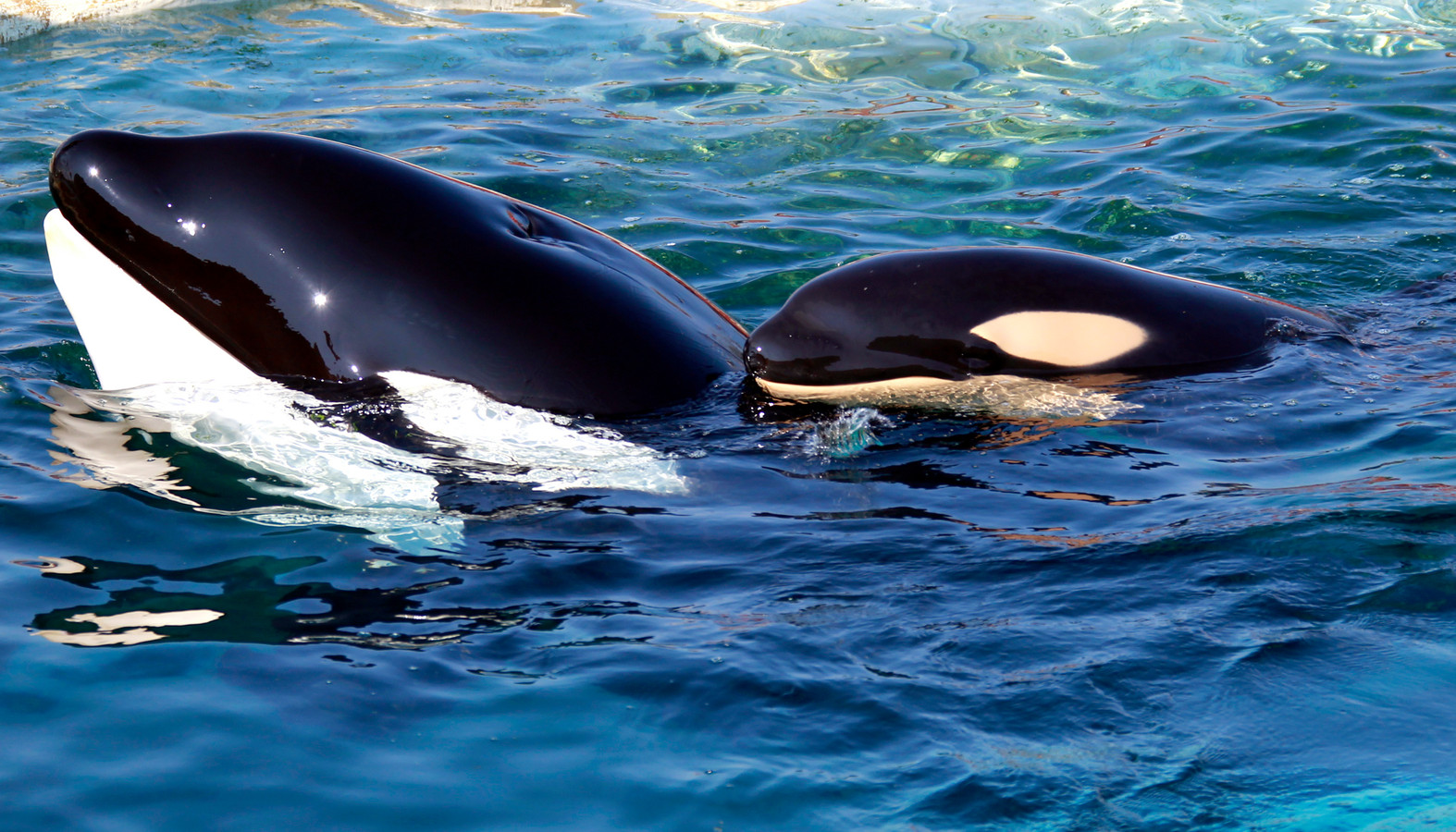 Opnieuw vallen orka’s zeilboten aan, voor de derde keer zinkt een boot ...