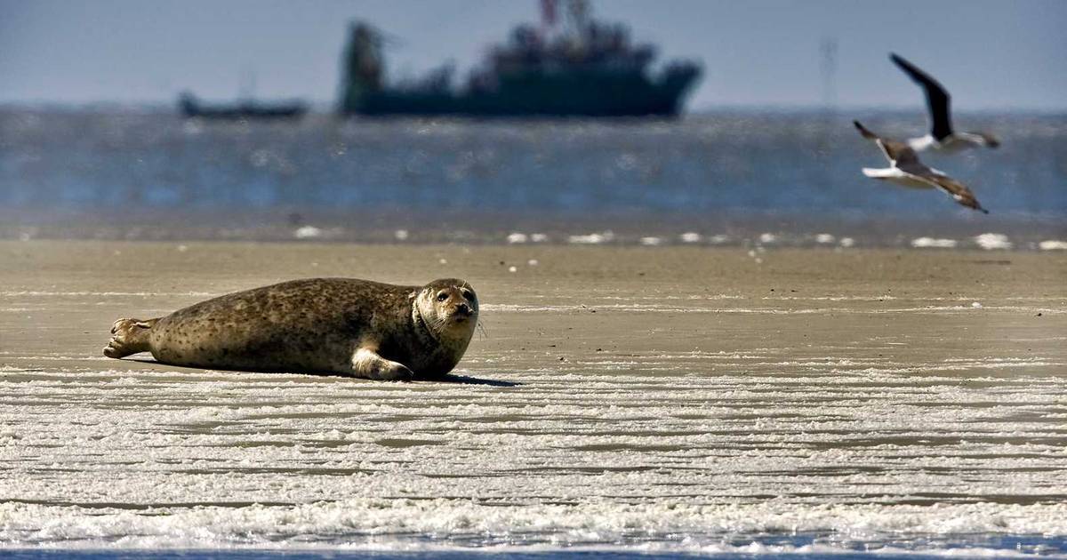 Een vijfde meer grijze zeehonden in de Waddenzee | Dieren | hln.be