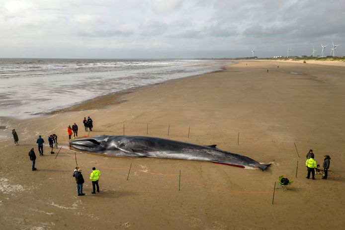 Un rorqual de 30 tonnes échoué sur une plage du Yorkshire en Angleterre ...