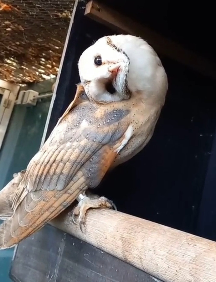 Hoe een uil met verdraaide nek tóch opknapte: met acupunctuur, fysio ...