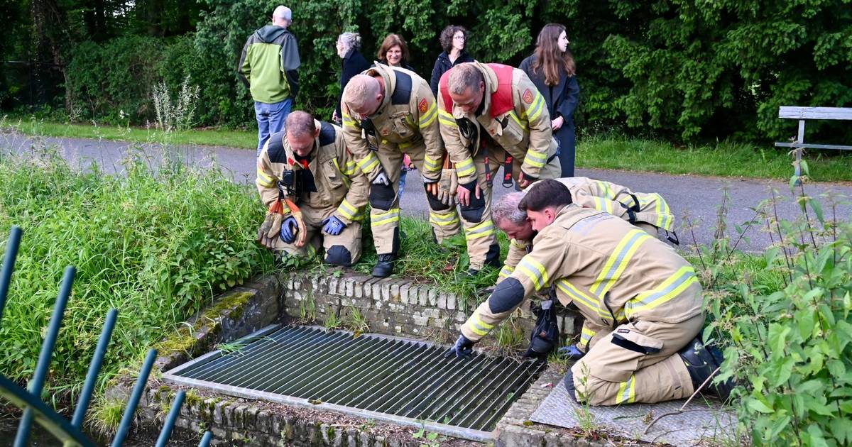 Brandweer redt eendjes uit een put aan de Julianalaan in Arnhem | 112 ...
