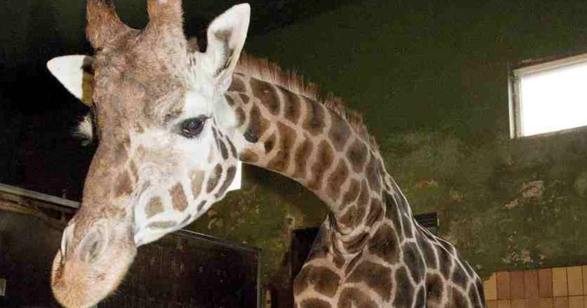 Deense dierentuin belooft dat giraf Marius-2 blijft leven | Bizar | hln.be