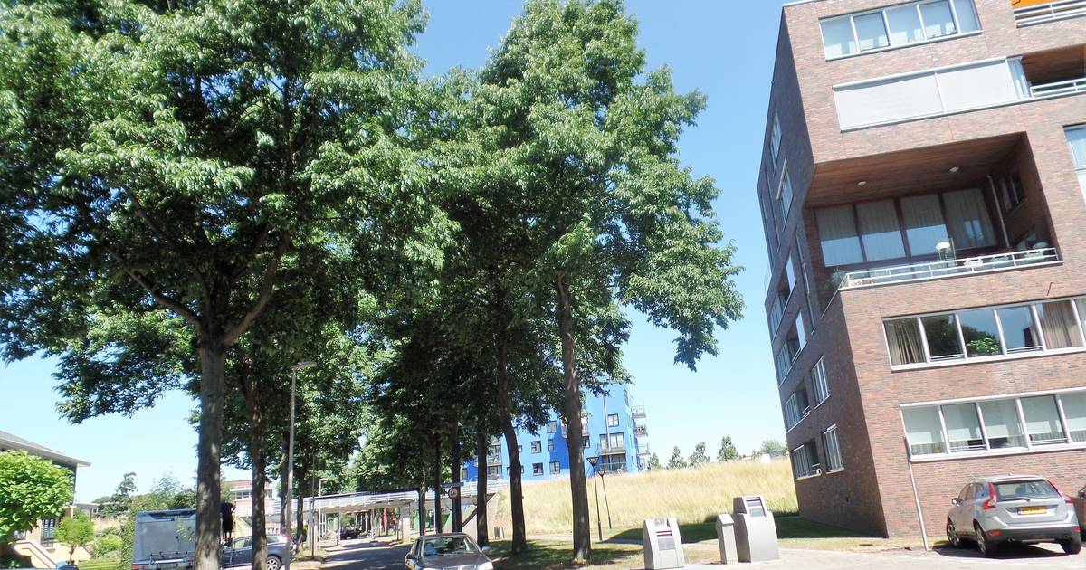 Omwonenden boos over kap elzenbomen | Zoetermeer | AD.nl