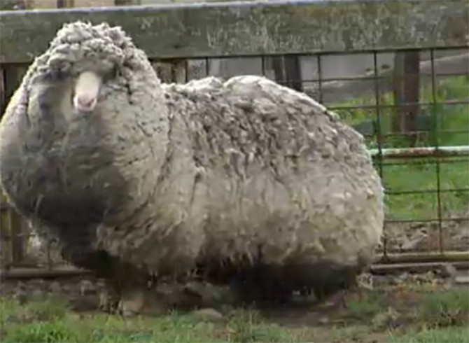 Is dit het 'meest wollige schaap' ter wereld? | Foto | AD.nl