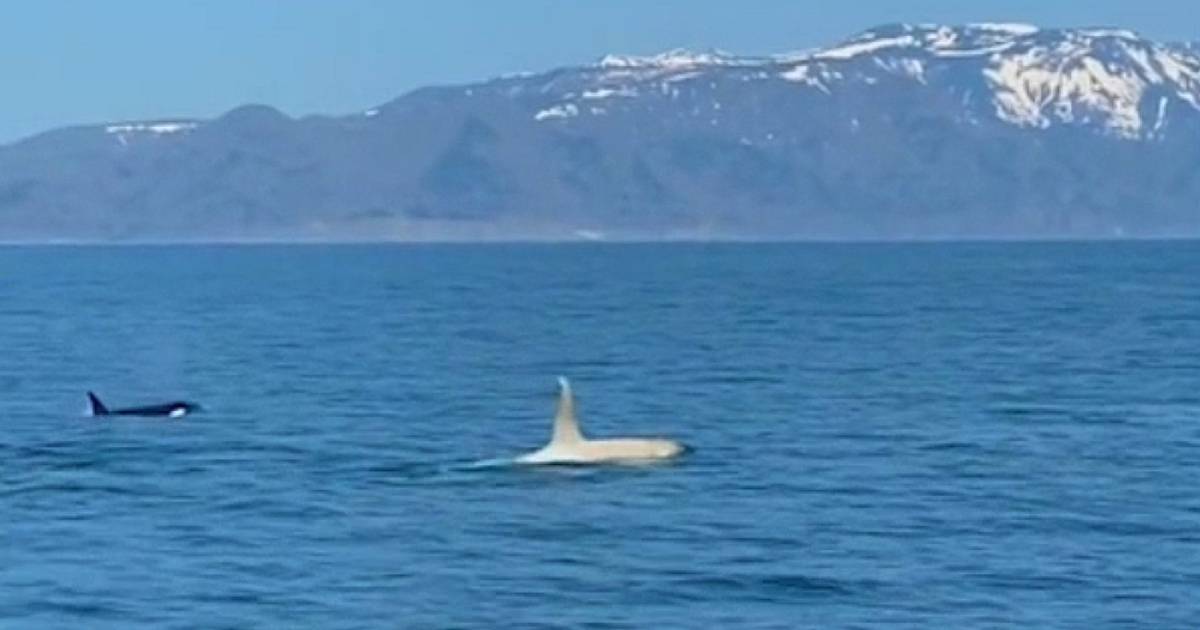 Une orque blanche très rare observée au Japon | Monde | 7sur7.be