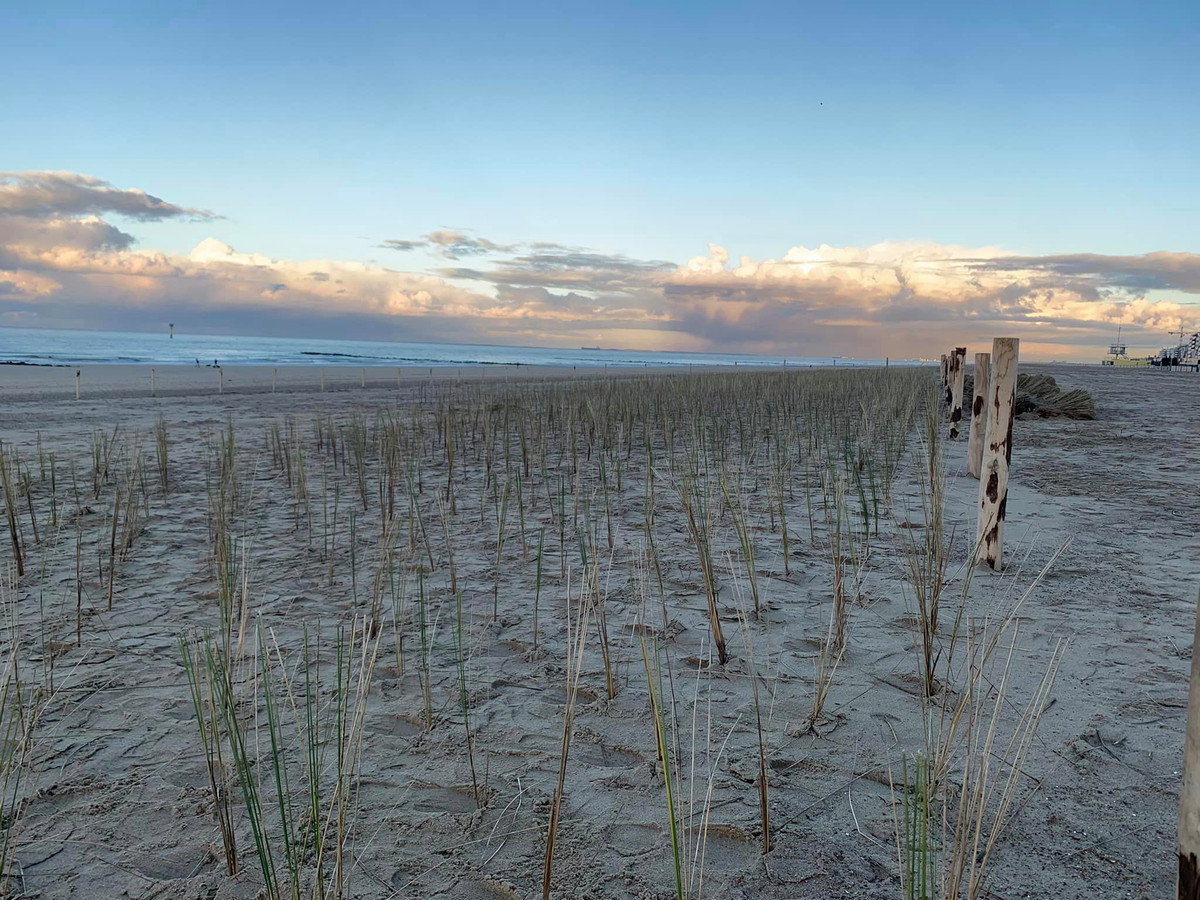 Dit wordt straks duinengordel van 5.400 m² in Knokke-Heist | Foto | hln.be