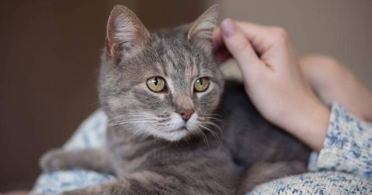 Coronavirus voor het eerst ook aangetroffen bij twee katten in New York ...