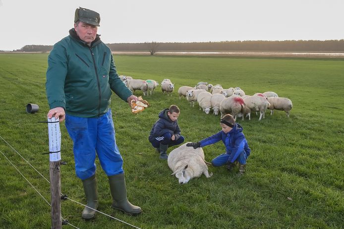 Veehouder Johan (52) waarschuwt na dood schaap in Vollenhove: ‘Gooi ...