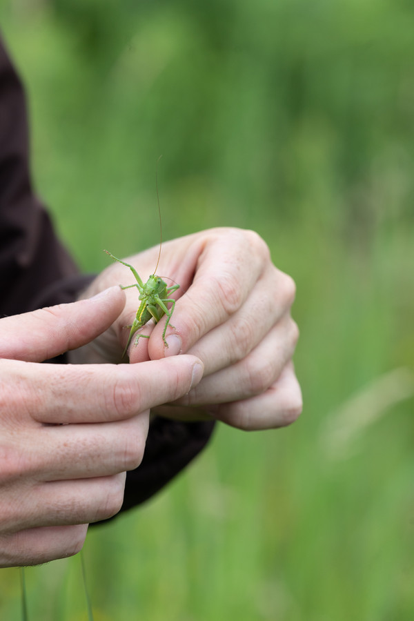 Limburgse boswachter Jan ‘leende’ al duizenden insecten uit de natuur ...