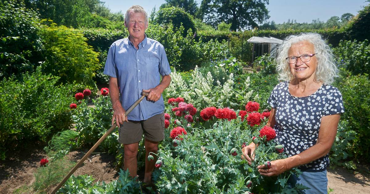 Ook meer groen in je tuin, of liever groente of fruit? Neem een kijkje ...