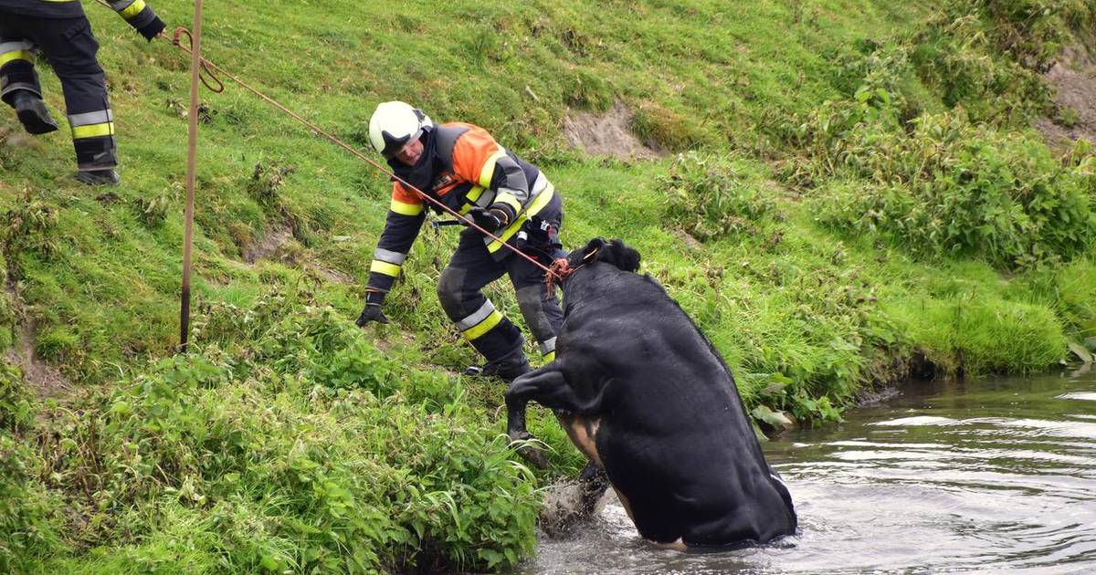 Kijk hoe brandweer ontsnapte koe uit Mandel redt | Binnenland | hln.be