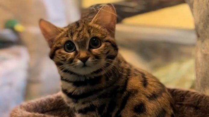 KIJK. Gaia ziet er een schattige huiskat uit, maar is eigenlijk de ...