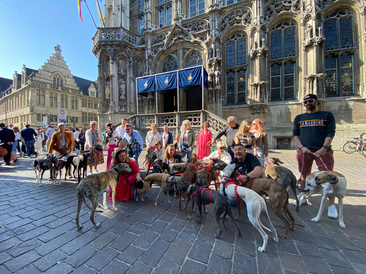 Geen witte duiven, maar wel 30 windhonden voor bruidspaar: “Wat een ...