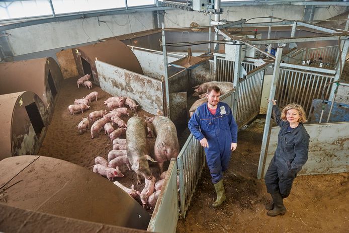 Gaan varkens ooit nog poepen op de wc? Innovatief project in Venhorst ...