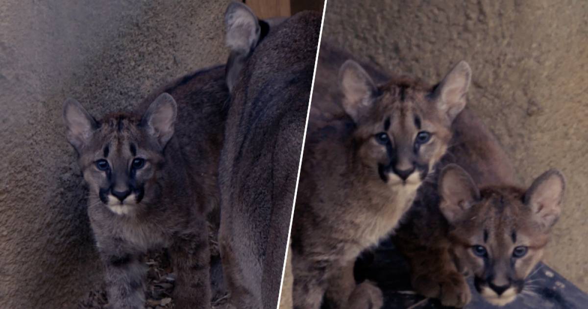 Pairi Daiza annonce la naissance de trois pumas | Belgique | 7sur7.be