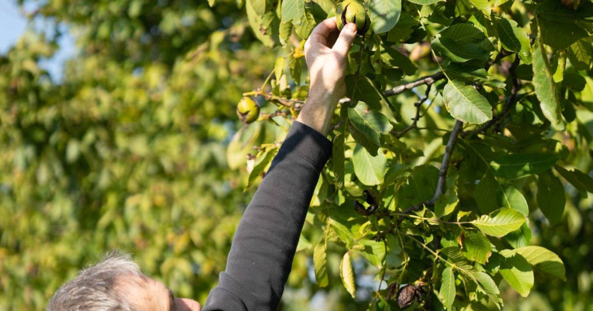 Heb je thuis een notelaar? Dit initiatief maakt er verse walnotenolie ...