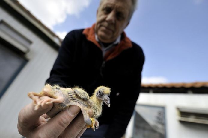 Een rare vogel | Roosendaal | bndestem.nl