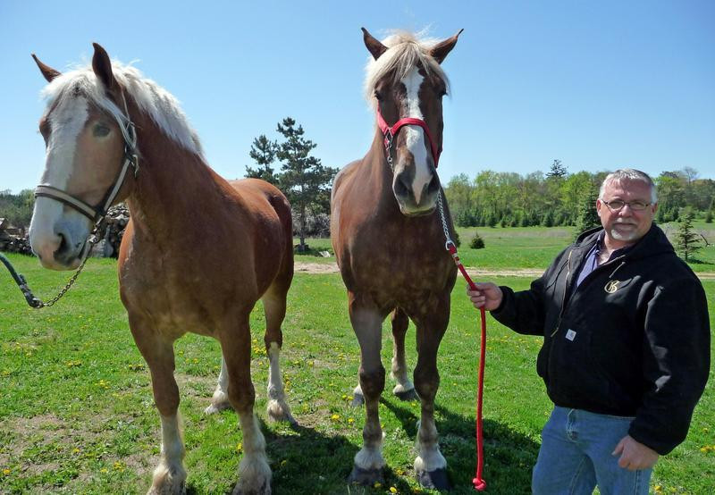 Grootste paard ter wereld is van Belgische afkomst | Foto | hln.be