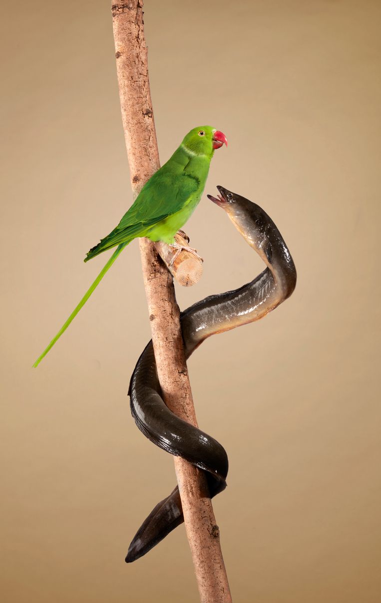 Zijn er echte Amsterdamse dieren? ‘Er komen nieuwe soorten bij en er ...