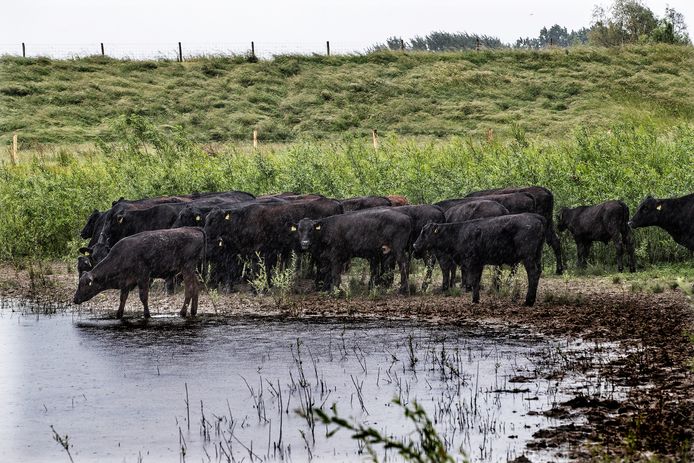 Koeien Arnhem Angus nu ook in Westervoort: ‘Krijgen veel leuke reacties ...