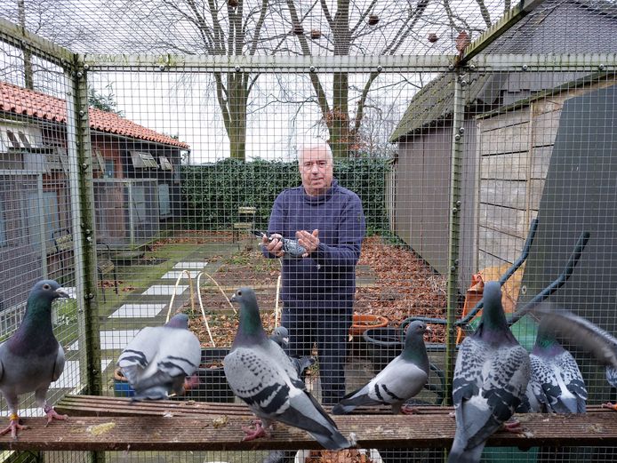 Veranderingen in de duivensport, maar met nog net zoveel passie: ‘De kick zit hem in het ...