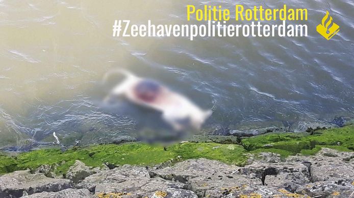 Al voor derde keer in maand tijd dode hond uit water gevist in ...