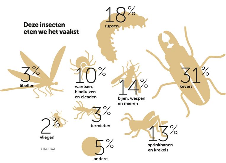 Iemand nog een krekel? De voordelen van insecten eten zijn groot, de ...