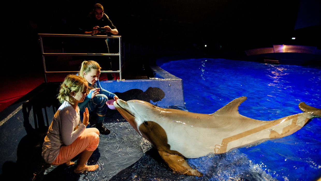 'Maak de dolfijnen van het Dolfinarium allemaal af' | De Volkskrant