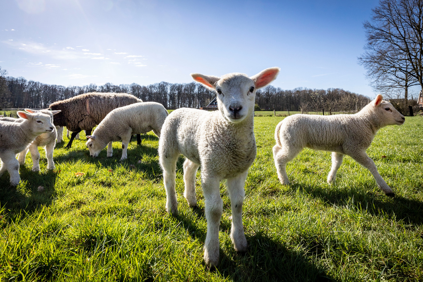 Schapen herkennen Oldenzaalse Erna aan haar rode fietstas: ‘Als we ...