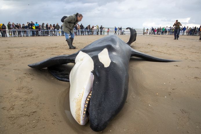 Koksijde en De Panne allebei vragende partij om skelet van orka Reveil te krijgen ...