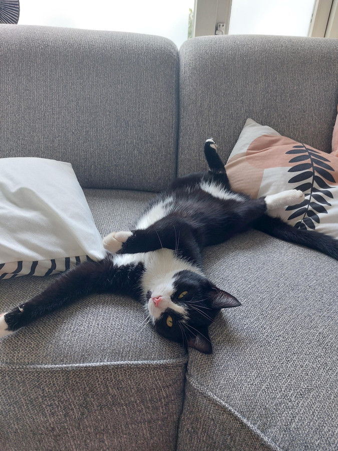 Dit zijn jullie inzendingen van de leukste katten op Wereldkattendag 2023 | Foto | AD.nl