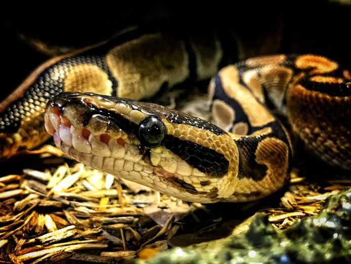 Echtgenoot vindt zijn vrouw in python van 5 meter lang: slang heeft ...