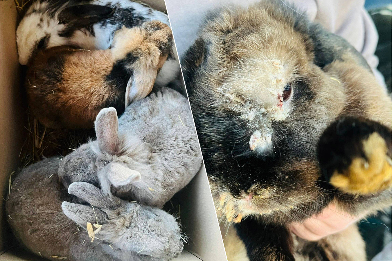 Nederlandse dierenopvang gelooft ogen niet: in één keer 184 dieren ...