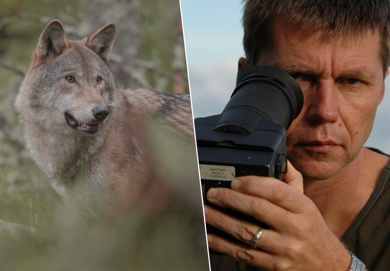Filmmaker Cees van Kempen zat 600 dagen in een tentje voor ‘Wolf’: “We ...