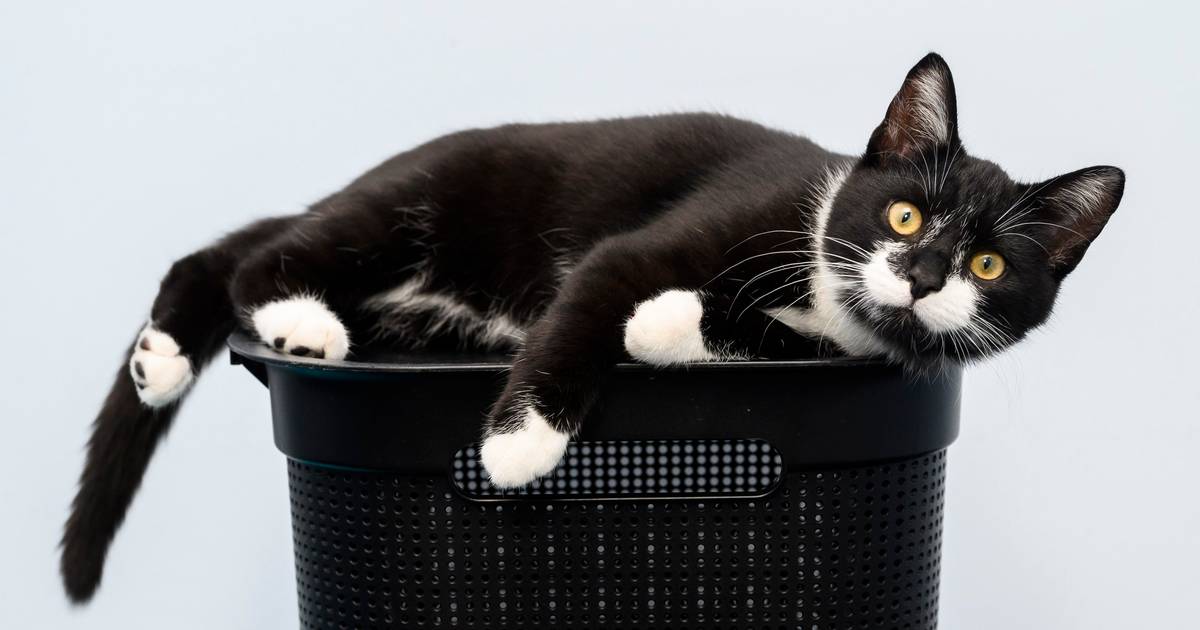 Kater Buzz werd gevonden in een bus: ‘Iemand kan hem in theorie zijn ...