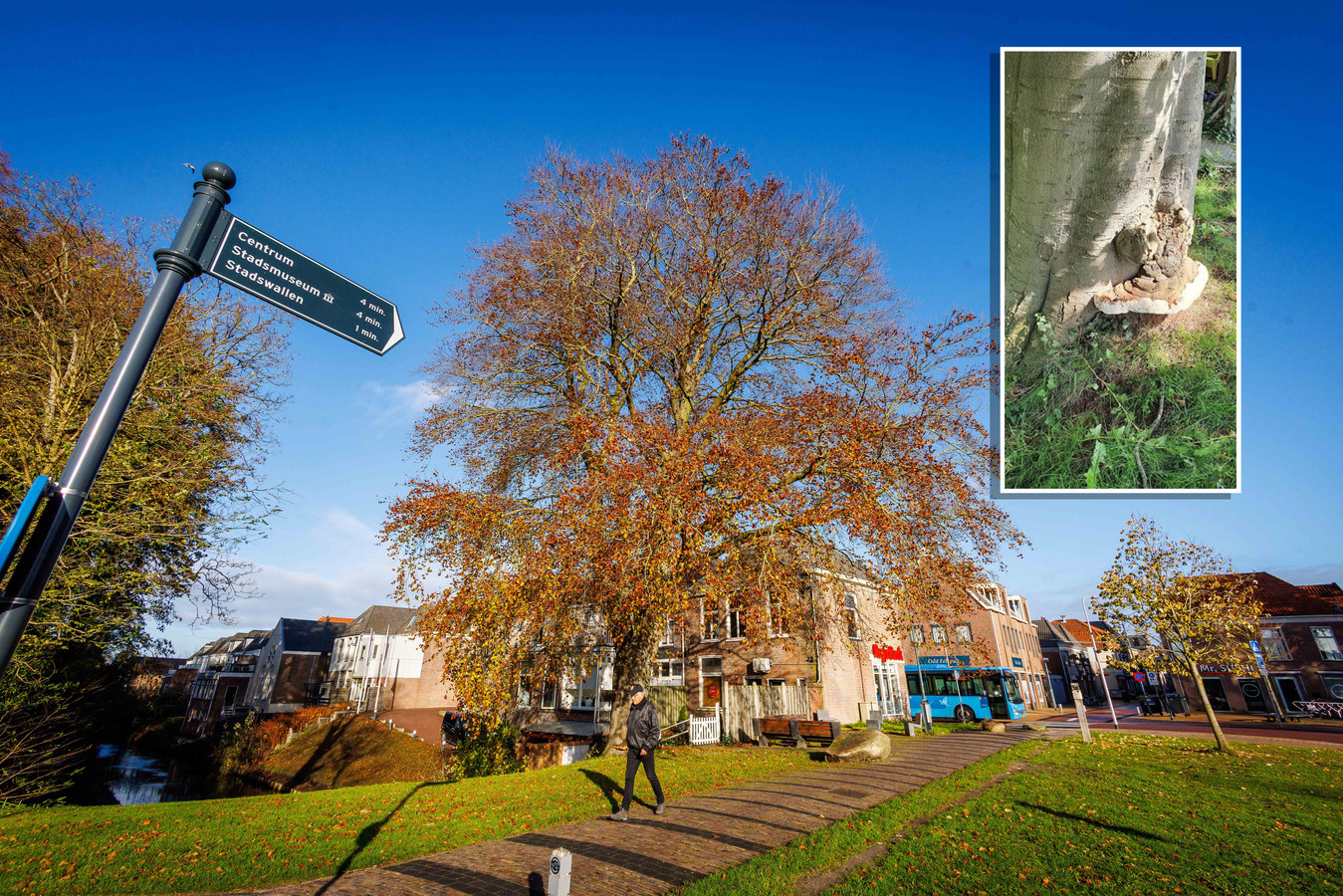 Bekende rode beuk in Steenwijk nadert einde, tot verdriet van bewoners ...